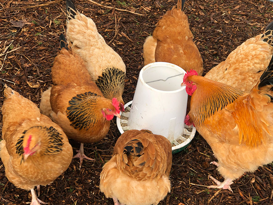 How To Make Money With Chickens See Two Major Ways 