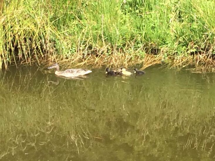 Building A Wildlife Pond - The Small Farmer Life
